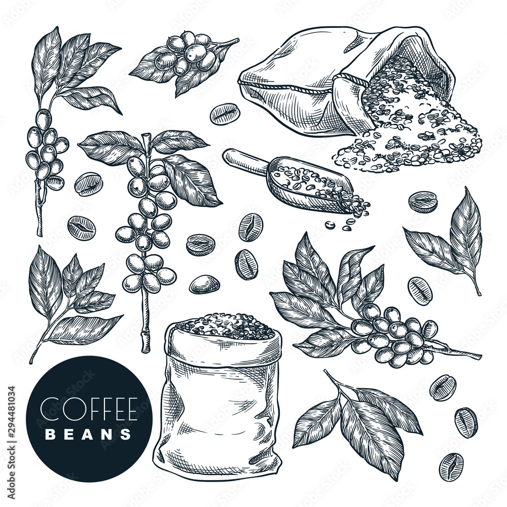 Raw coffee crop. Vector sketch illustration. Coffee berries on branch ...