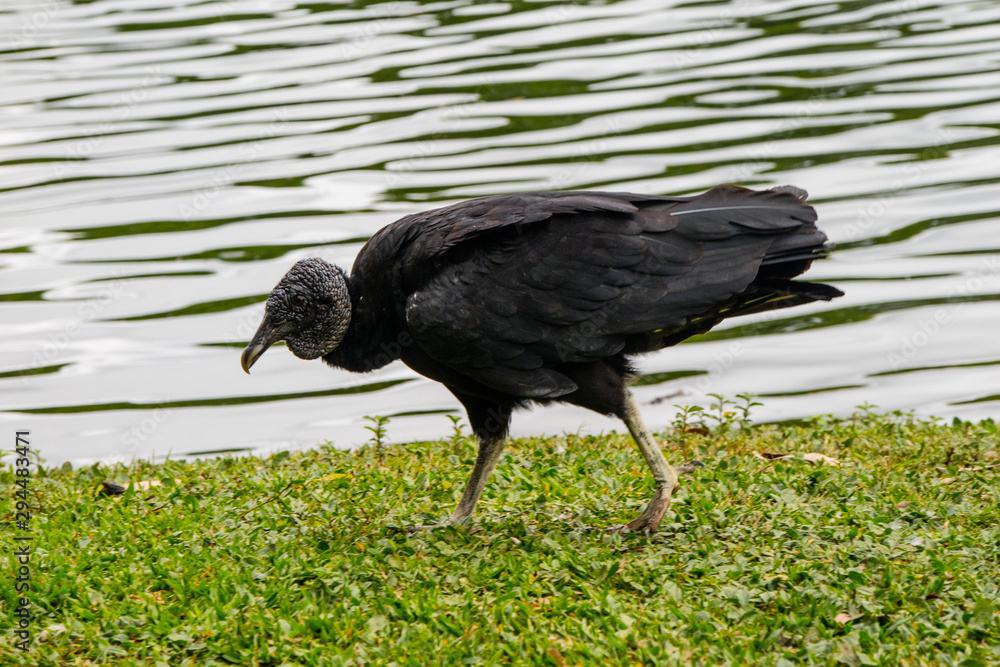 urubu-de-cabeça-ACpreta uma ave do grupo dos abrutres muito comum no ...
