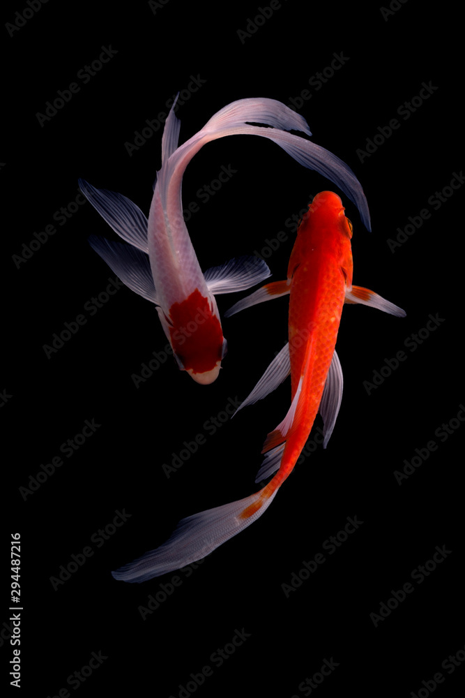 Koi fish is domesticated version of common carp. This fish is most ...
