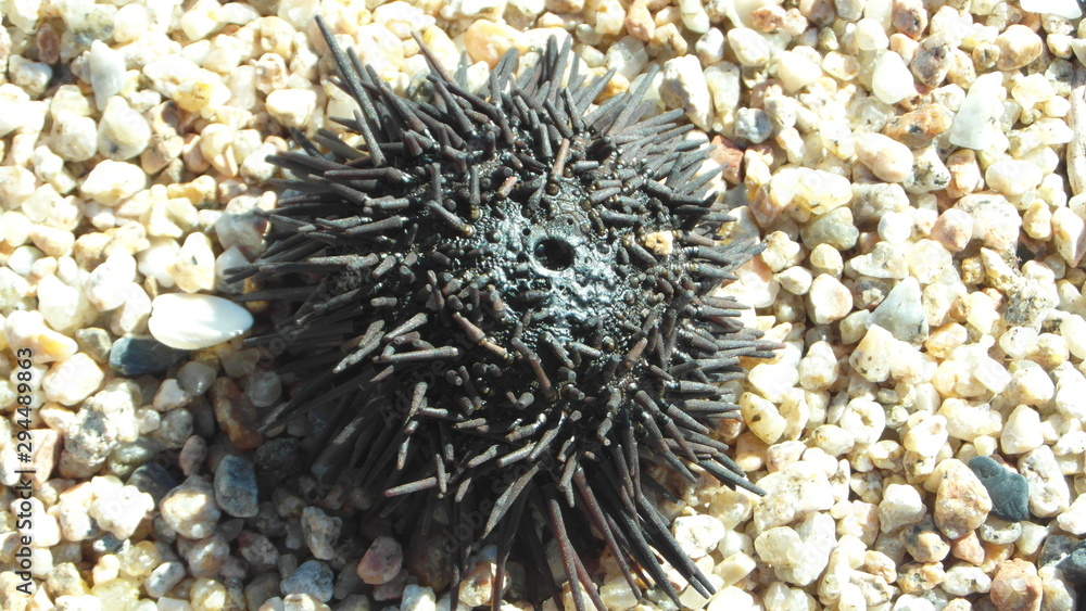 Ein Seeigel am Strand Stock Photo | Adobe Stock