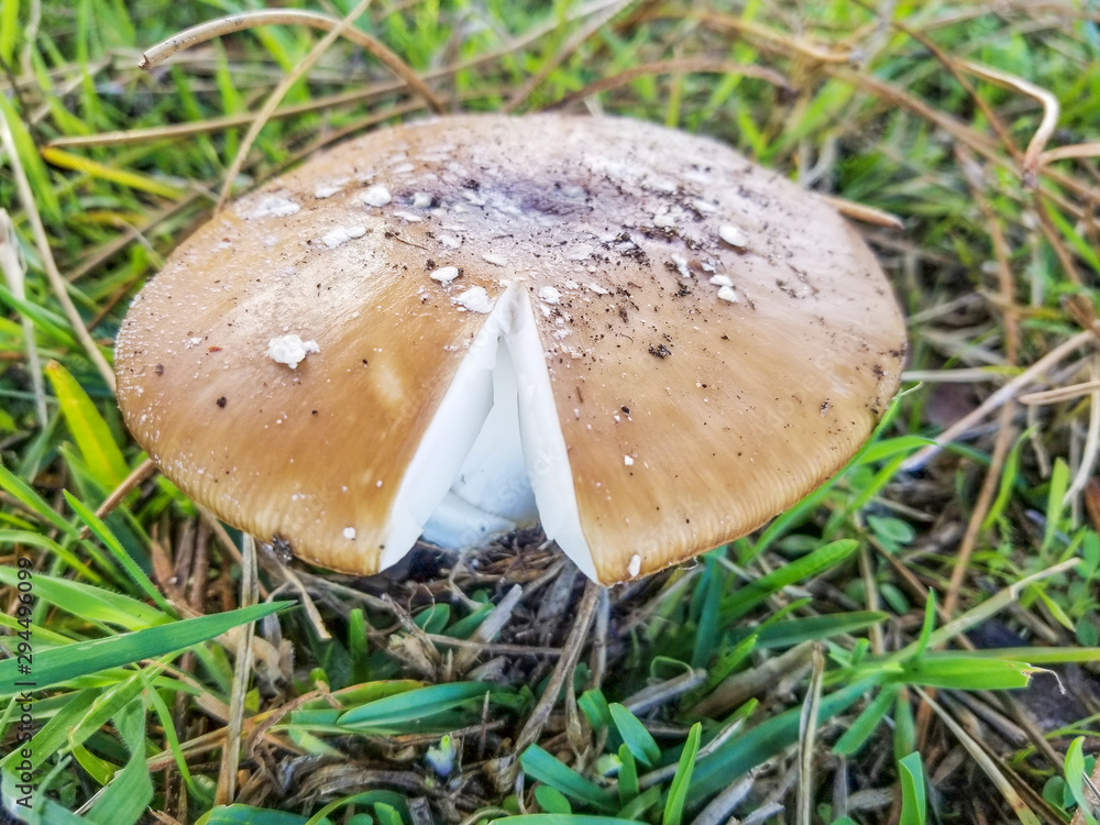 Panther cap or false blusher mushroom Stock Photo | Adobe Stock