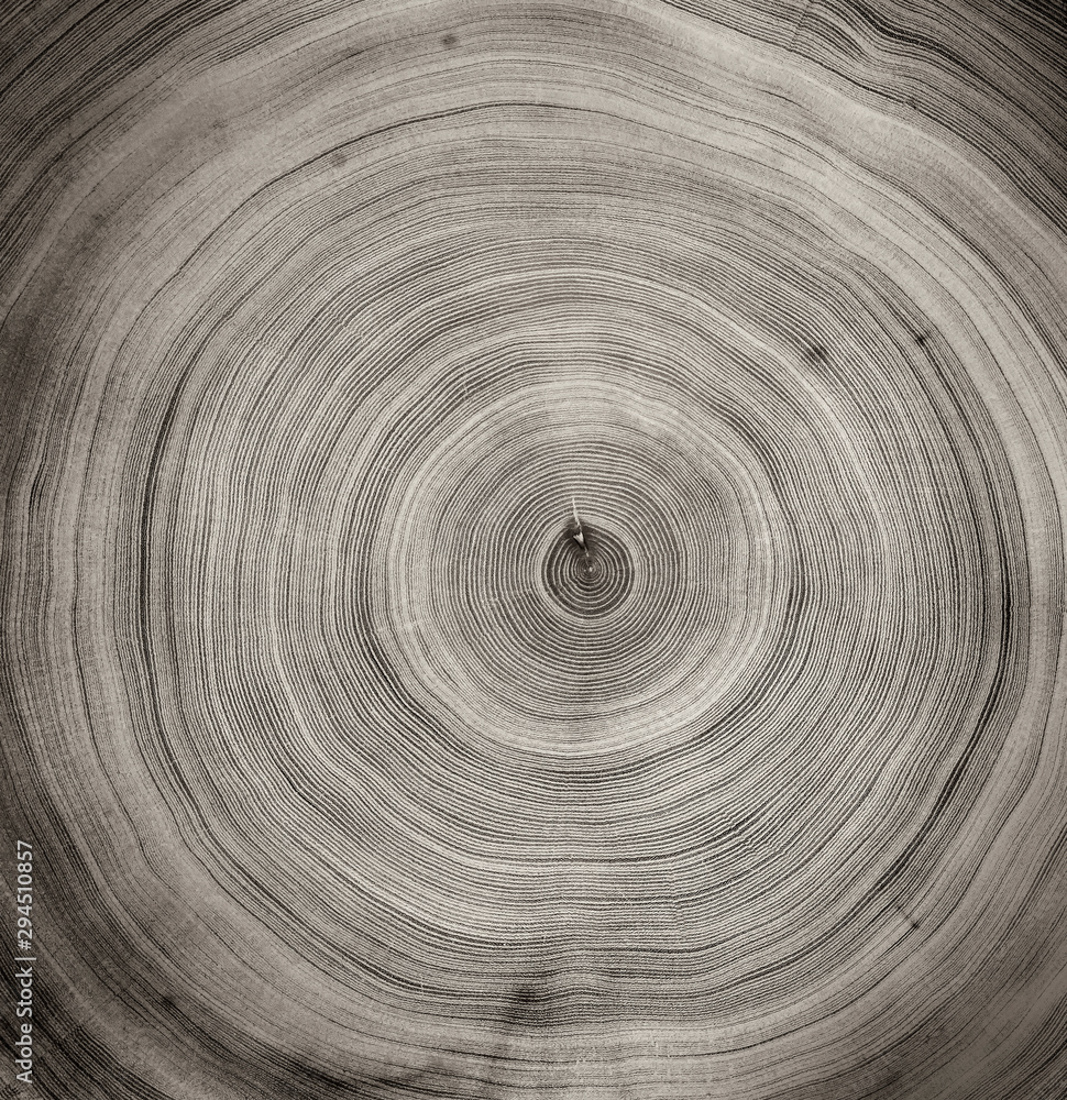 Dark brown sepia end cut tree surface. Detailed sanded texture of ...