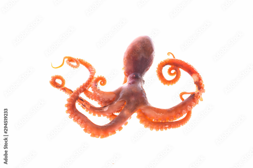 octopus Stock Photo | Adobe Stock