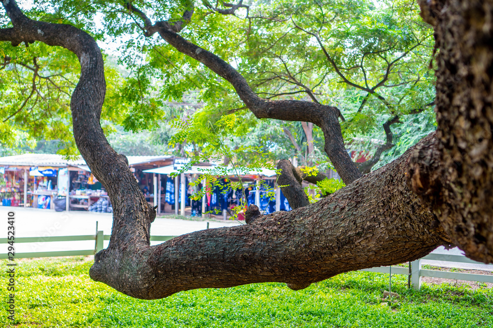Scenery of giant rain tree (Chamchuri tree) or monkey pod tree at ...