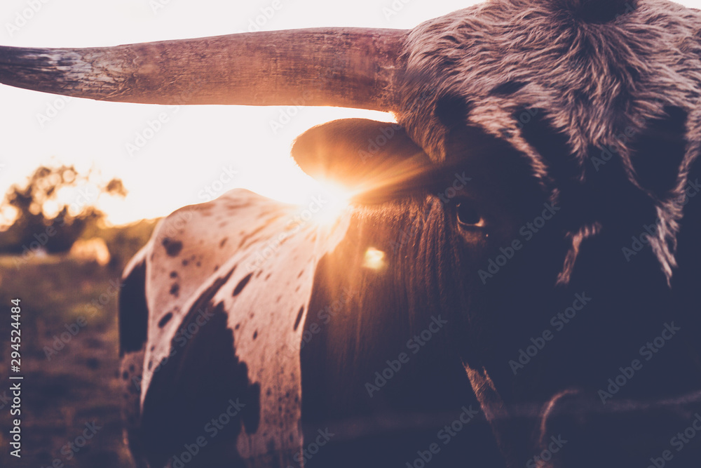 long horn, cute animals, cow lick, cute cow, texas, texas cattle, sun ...