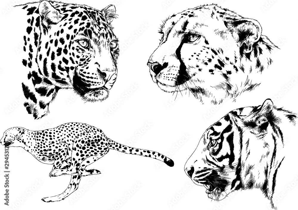 vector drawings sketches different predator , tigers lions cheetahs and ...