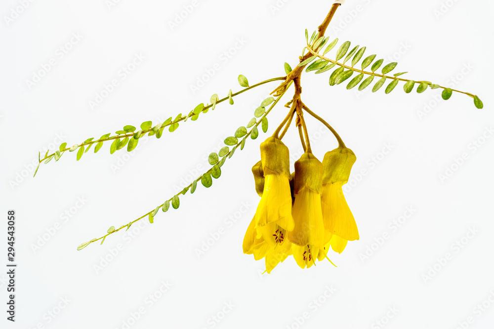 Close-up view of the spectacular yellow flowers of the New Zealand ...