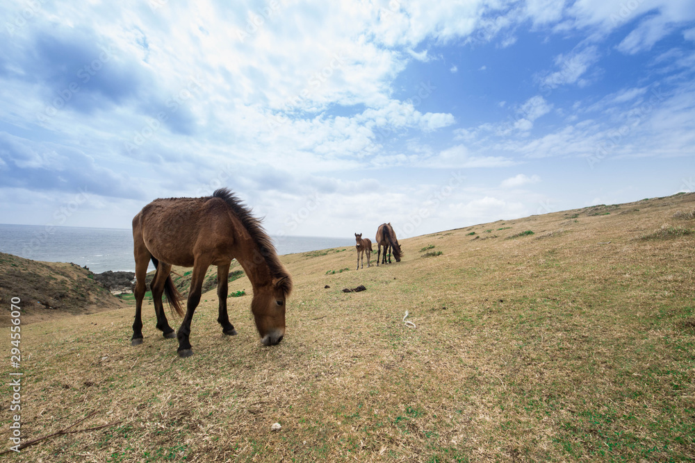 Batanes Cliff anda horse Stock Photo | Adobe Stock