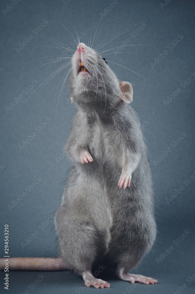 Graceful rat posing on a gray background Stock Photo | Adobe Stock