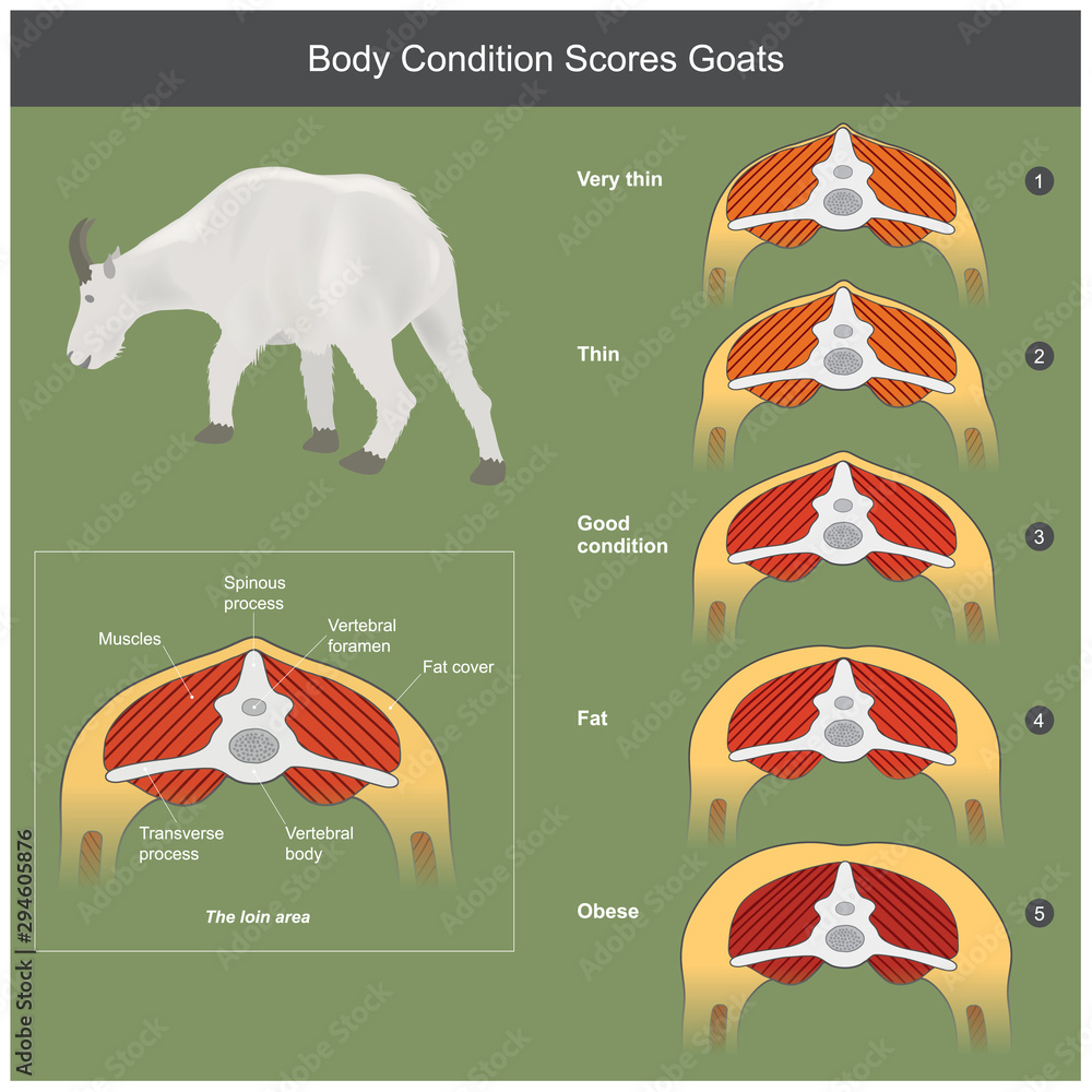 Vetor de The scoring body and structure loin area of goats, by analysis ...