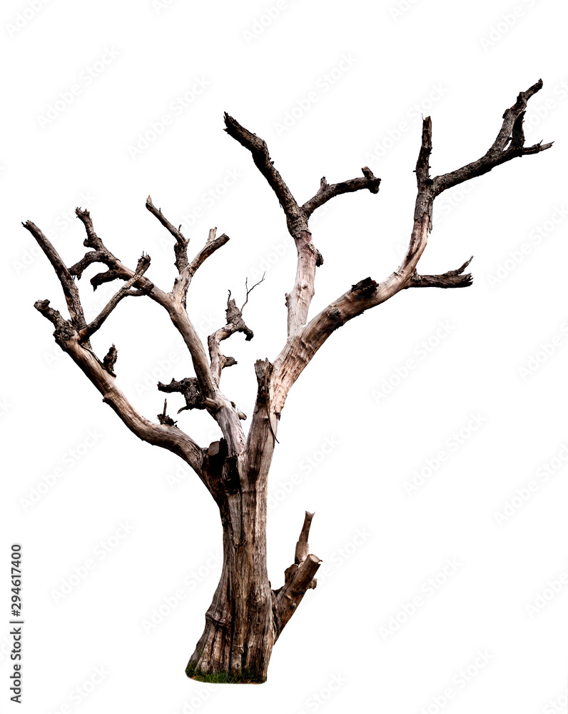 Dead tree isolated on white background with clipping path. Dead and dry ...
