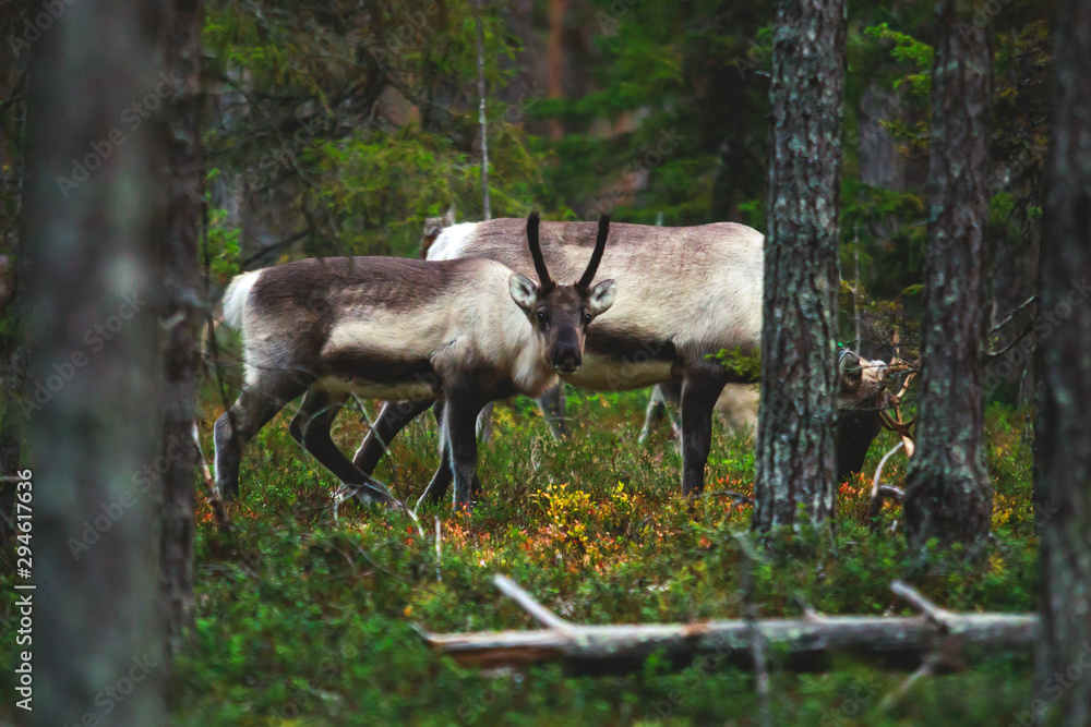 Group herd of deer caribou reindeers, Finnish forest reindeer ...