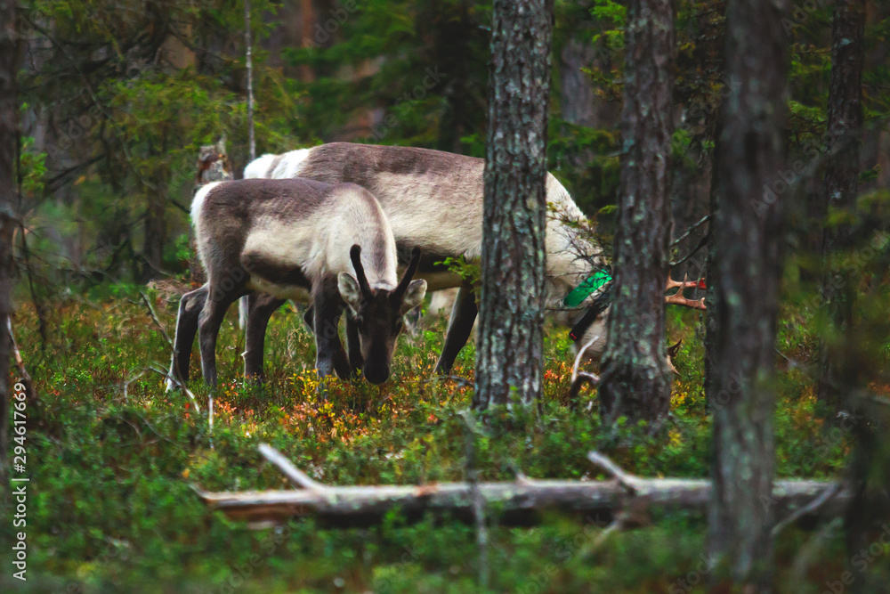 Foto de Group herd of deer caribou reindeers, Finnish forest reindeer ...