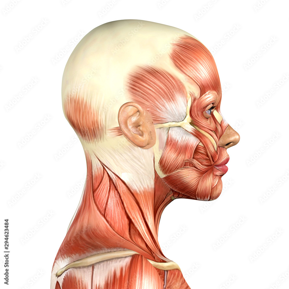 Plakát 3d illustration of female head muscles anatomy side view – Obraz ...