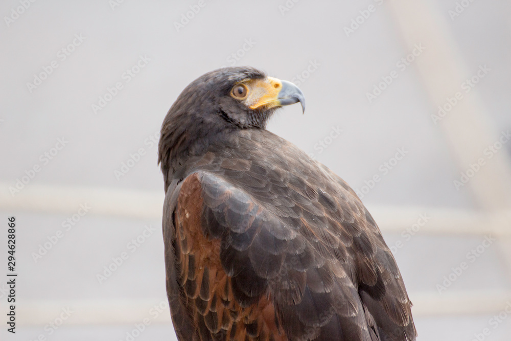 Beautiful black hawk on a perch on display at a medieval reenactment ...