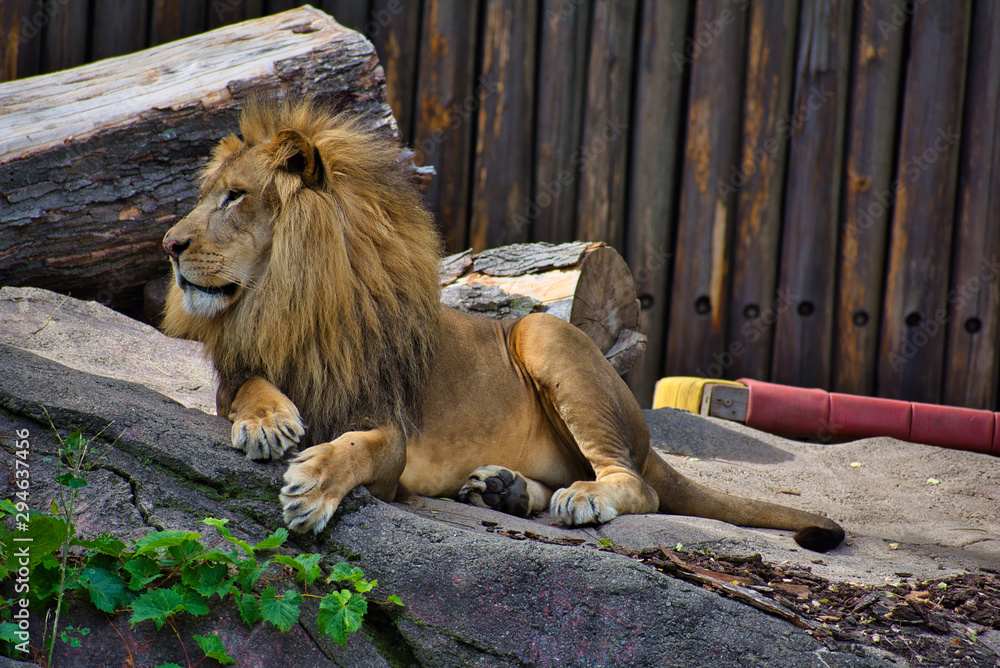 LION or PANTHERA LEO is the king. Resting on his pride rock. Beautiful ...