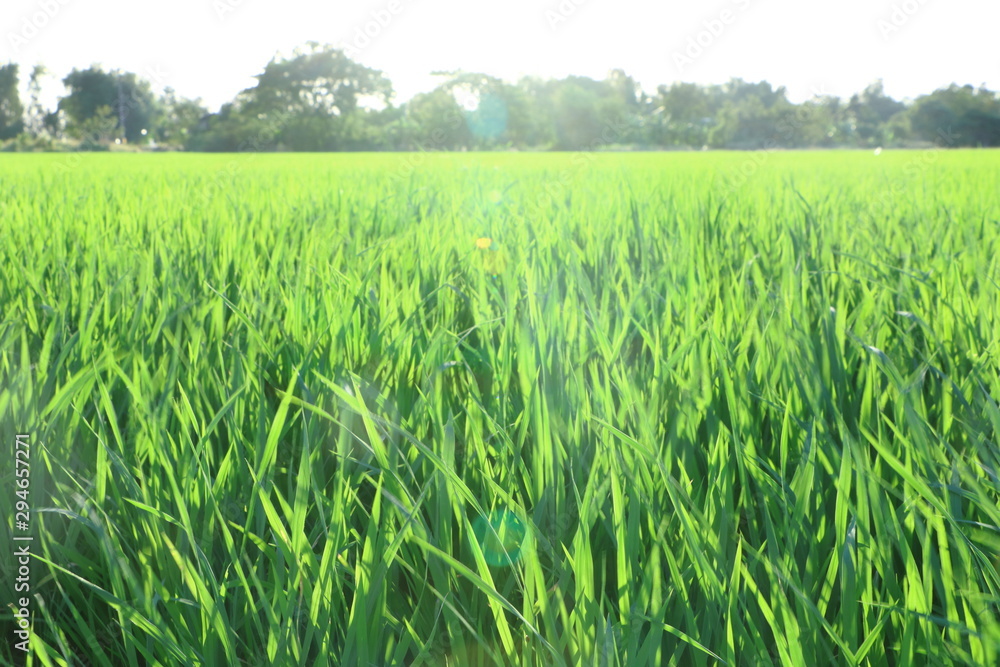 Closeup beautiful fresh green rice leaves field textured in Thailand ...