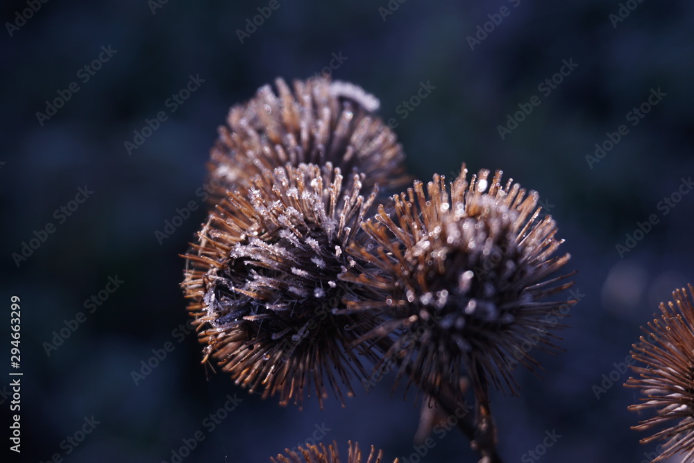 autumn, background, blue, bur, burdock, burs, close-up, cold, flower ...