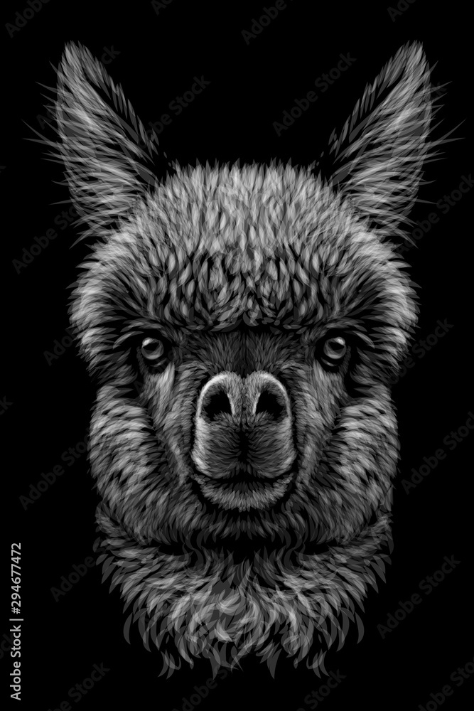 Alpaca / Llama portrait. Graphic, hand-drawn, realistic, black and ...