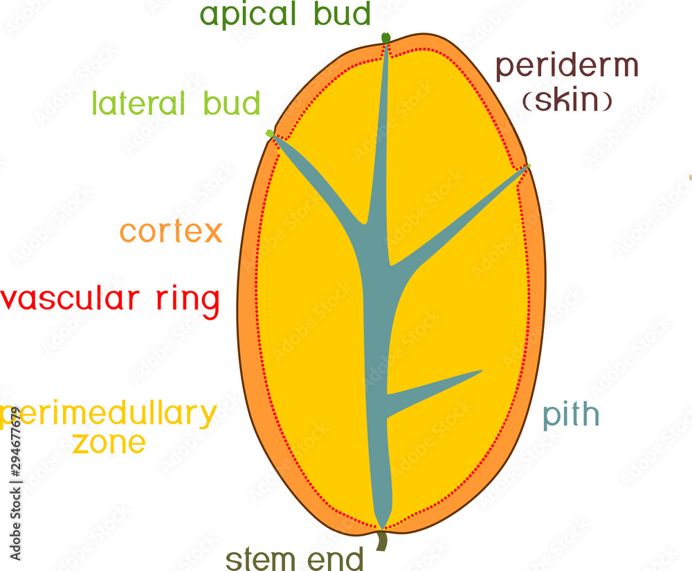 Parts of plant. Internal structure of potato tuber. Structure in ...