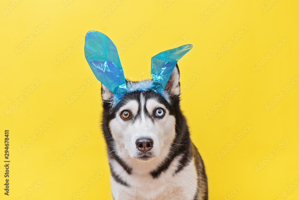 Can You Have A Husky And A Bunny Together