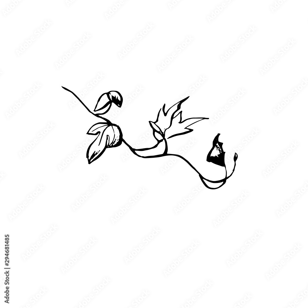 Ornate ink illustration of ivy branch. Tattoo design concept. Black ...