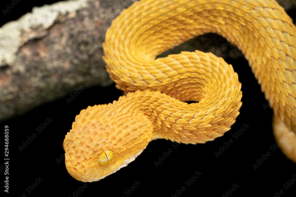 Horned Bush Viper