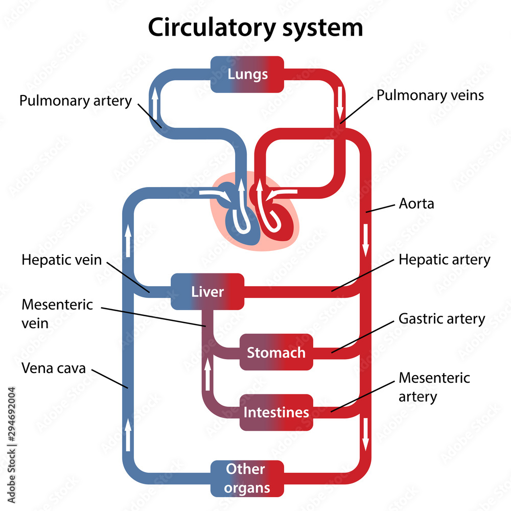 Diagram Of Human Circulatory System With Main Parts Labeled Vector