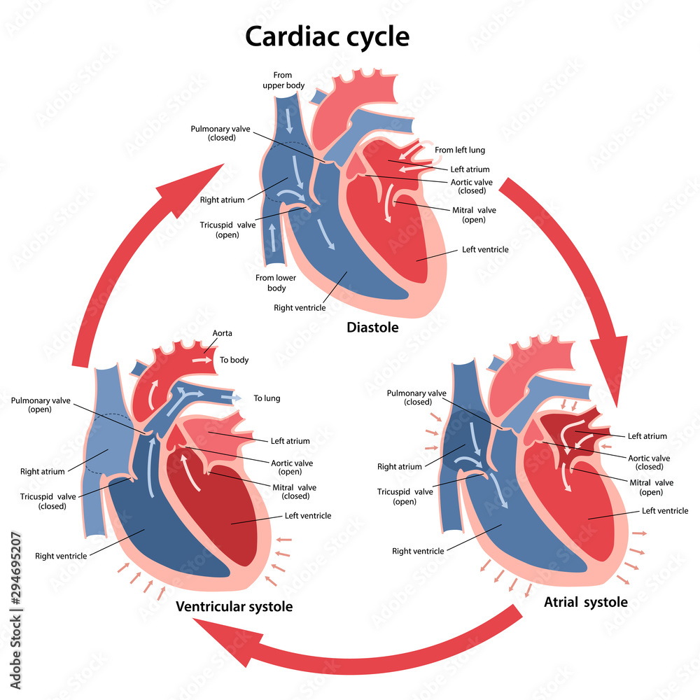 Diagram Of The Phases Of Cardiac Cycle With Main Parts Labeled