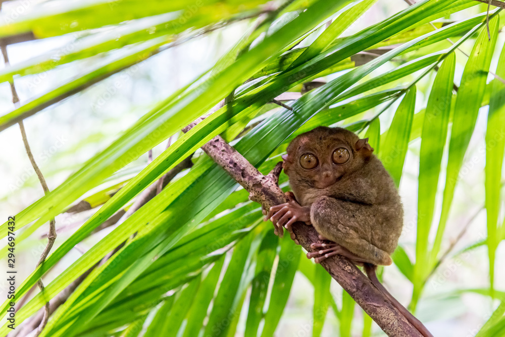 Philippine tarsier sitting a a branch Stock Photo | Adobe Stock