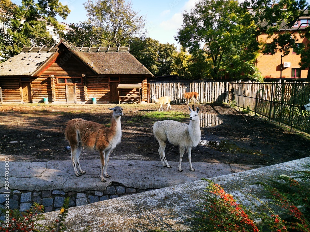 Llamas in the zoo walk in a enclosure Photos | Adobe Stock