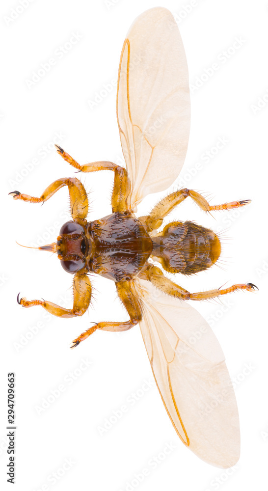 Lipoptena cervi, the deer ked or deer fly, is a species of biting fly ...