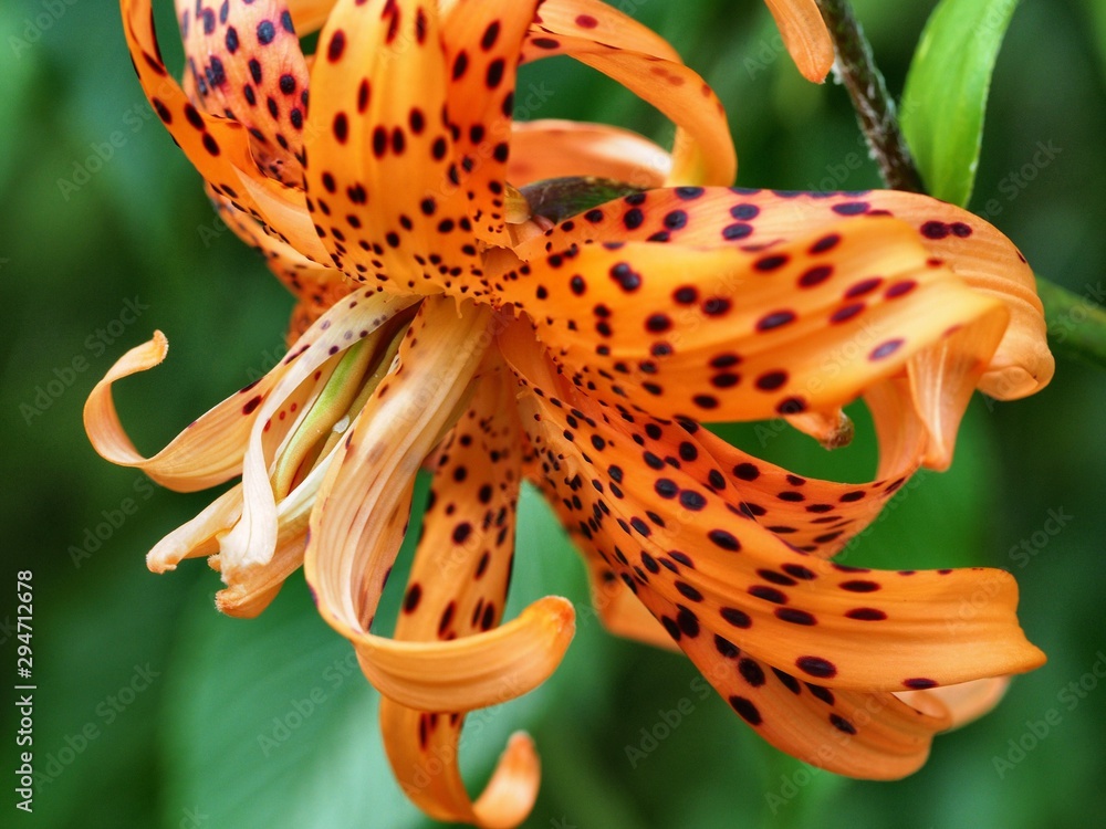 tiger lily Stock Photo | Adobe Stock