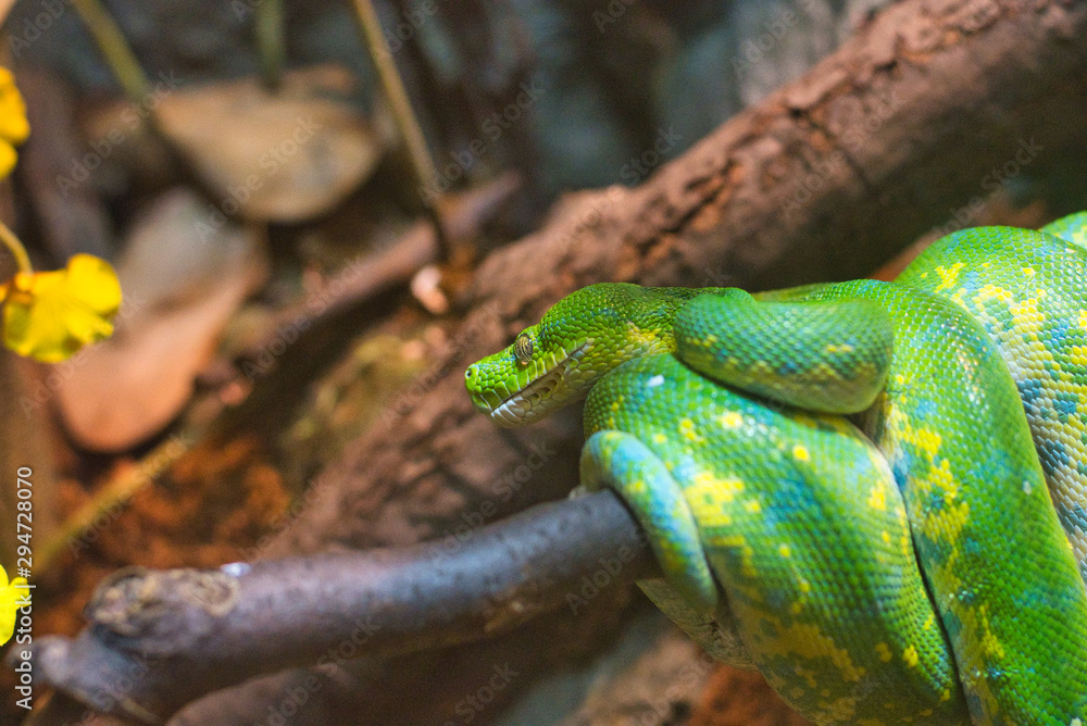 GREEN TREE PYTHON or MORELIA VIRIDIS on a branch. curved body wrapped ...