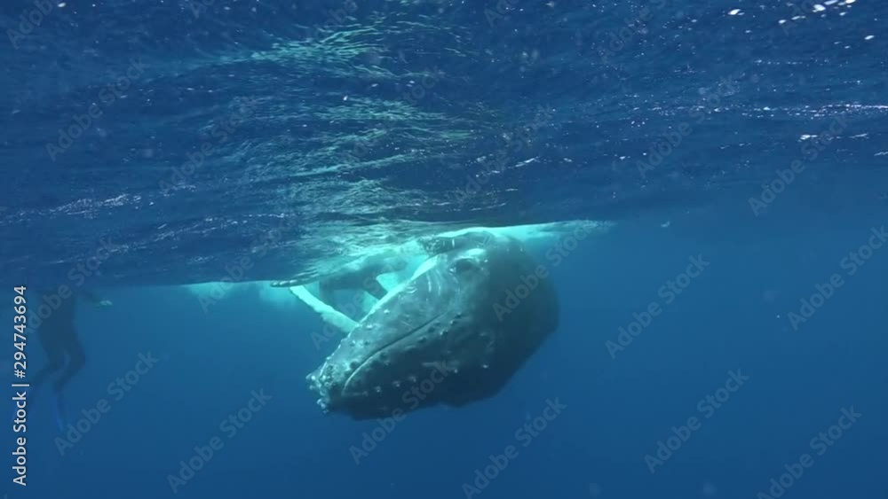 Divers swim with humpback whale underwater in Pacific Ocean. Swimming ...