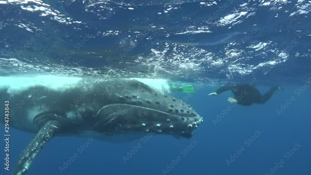 Divers swim with humpback whale underwater in Pacific Ocean. Swimming ...