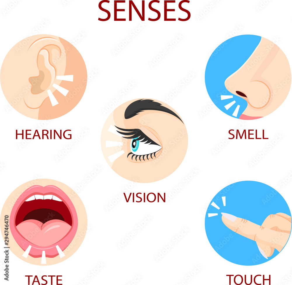 Five senses of human perception Stock Vector | Adobe Stock