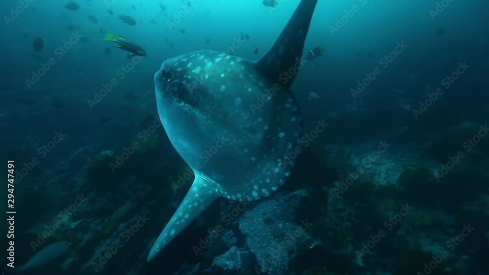 Sunfish Mola mola fish in underwater marine life of Pacific Ocean ...