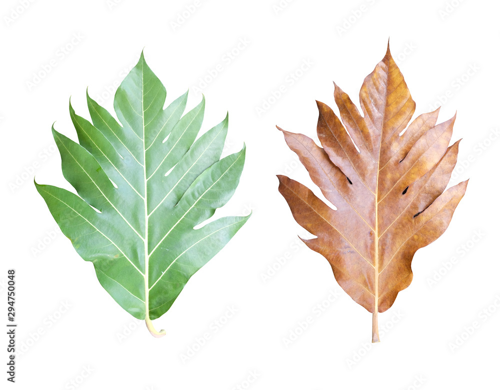 Breadfruit Leaf Art Breadfruit Leaf Art