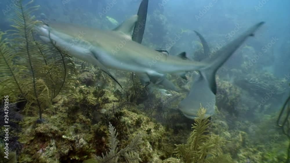 Diving with sharks Carcharhinus perezii underwater landscape Caribbean ...
