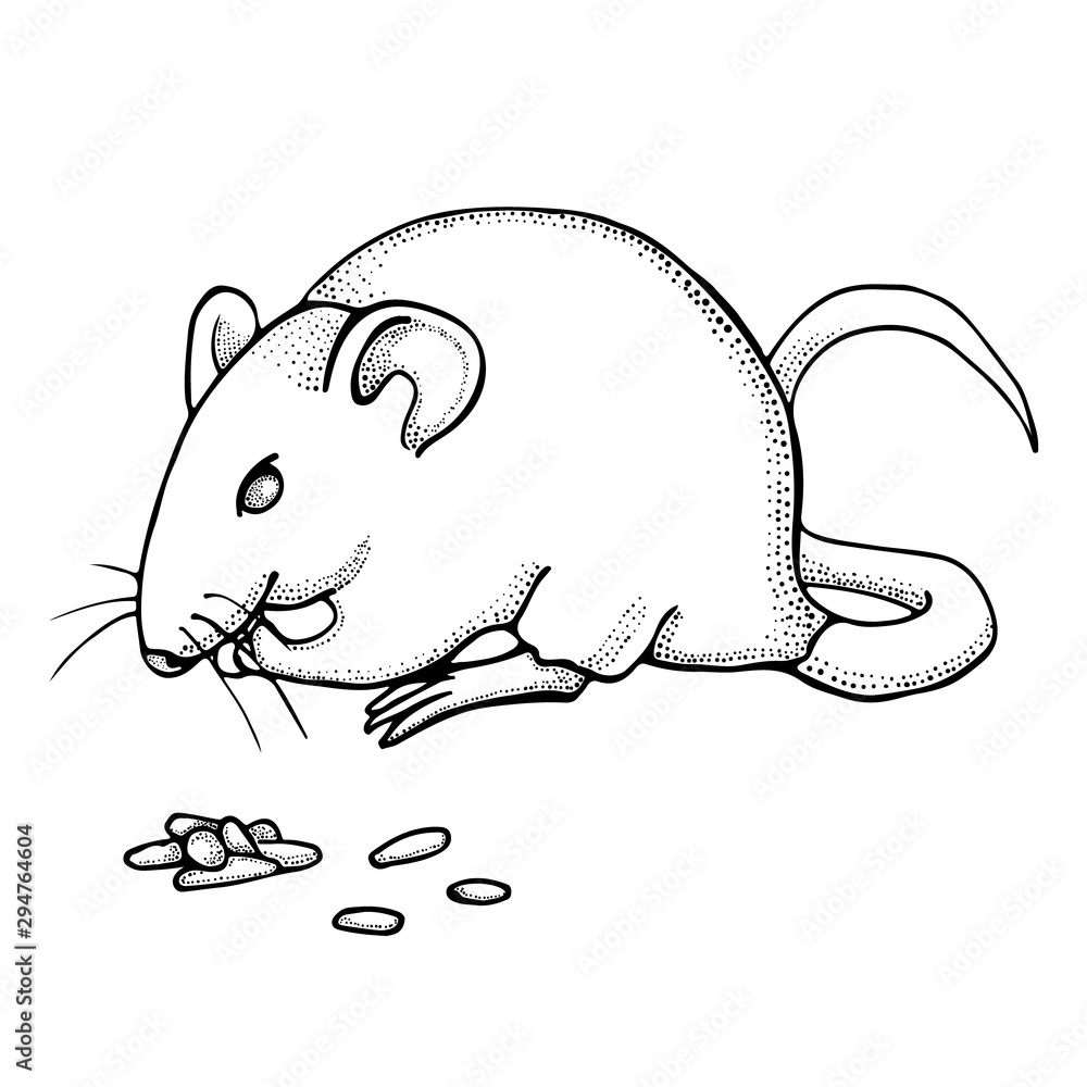 Mouse Animal Drawing