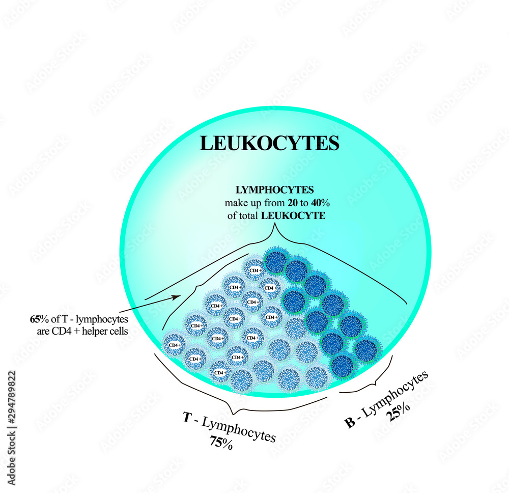Lymphocytes make up from 20 to 40 percent of the total number of ...
