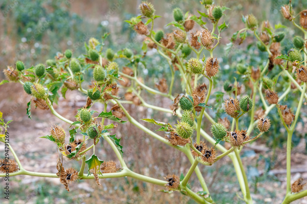 Planta de estramonio con frutos espinosos con semillas. Datura ...