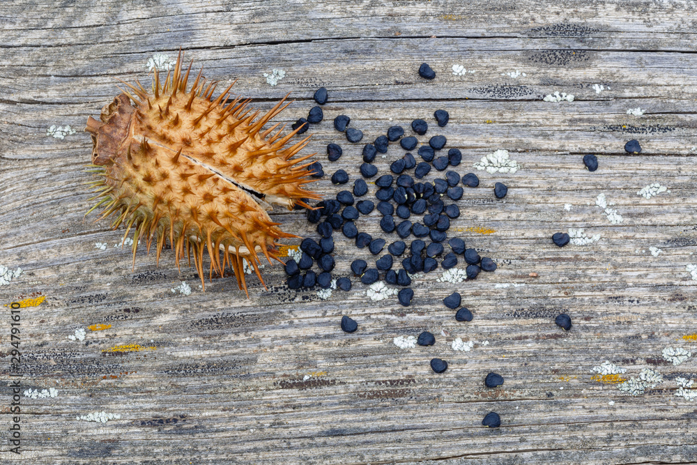 Datura stramonium. Fruto espinoso con semillas de estramonio sobre ...