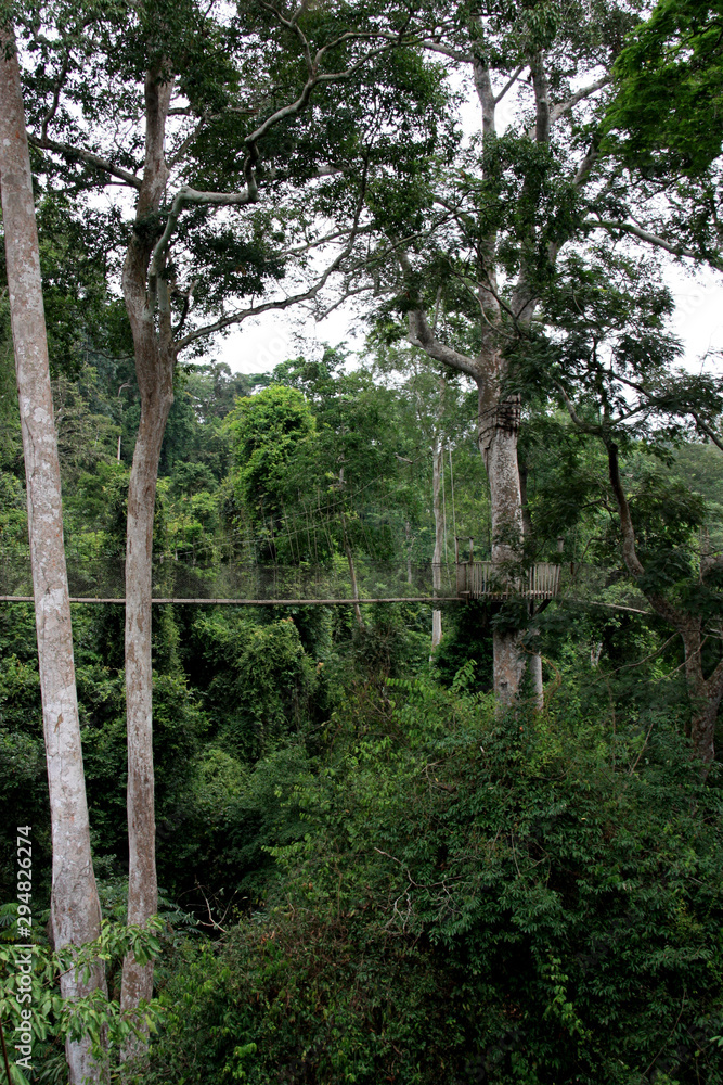 Canopy Walkway Rope Bridge at the Kakum National Park near Cape Coast ...