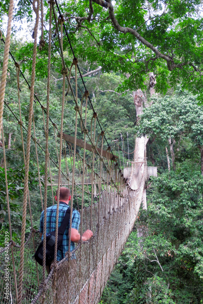 Tourist exploring the upper level of the rain forest while walking ...