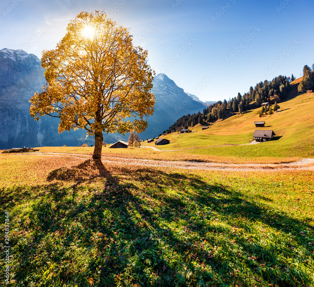 Golden tree on the Grindelwald village valley. Captivating morning view ...