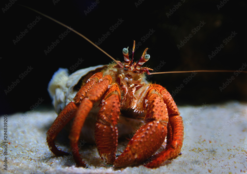 Einsiedlerkrebs (Pleocyemata) in Schneckenschale Stock Photo | Adobe Stock