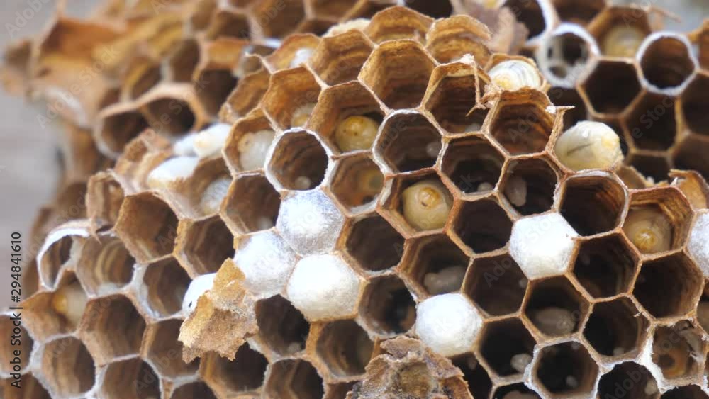 paper a wasp nest and the larvae inside the individual cells. hornet ...