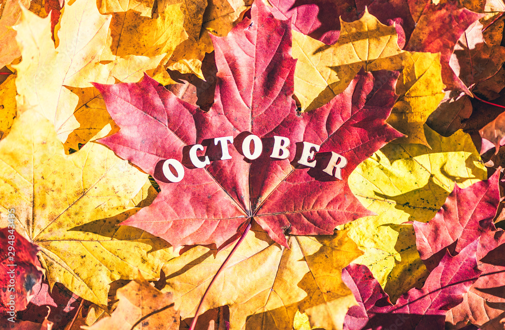 The word October made of wooden letters is laid out on a large maple ...
